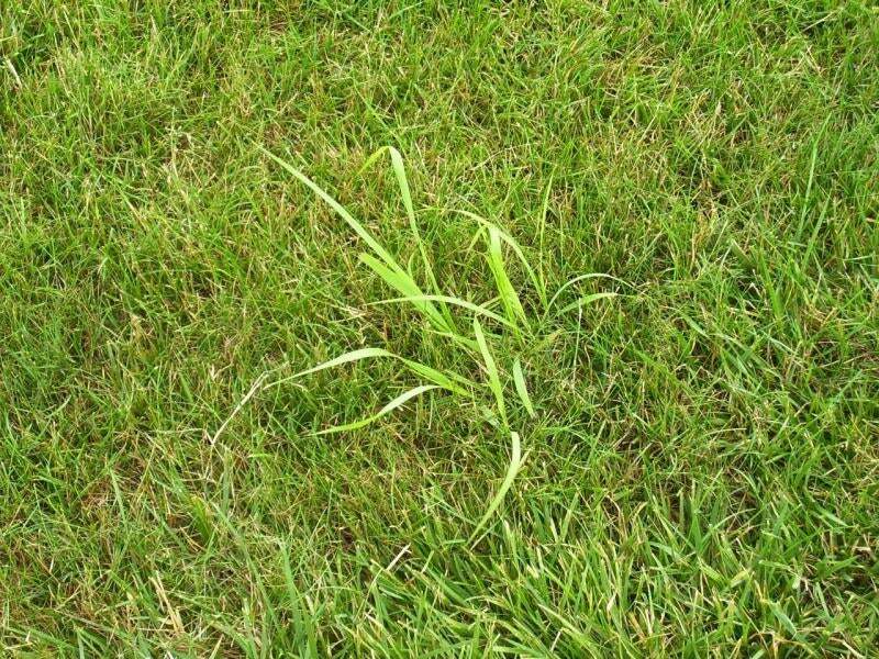 How Do I Control Quackgrass in My Lawn? | Neighbourhood Heroes Lawn Care